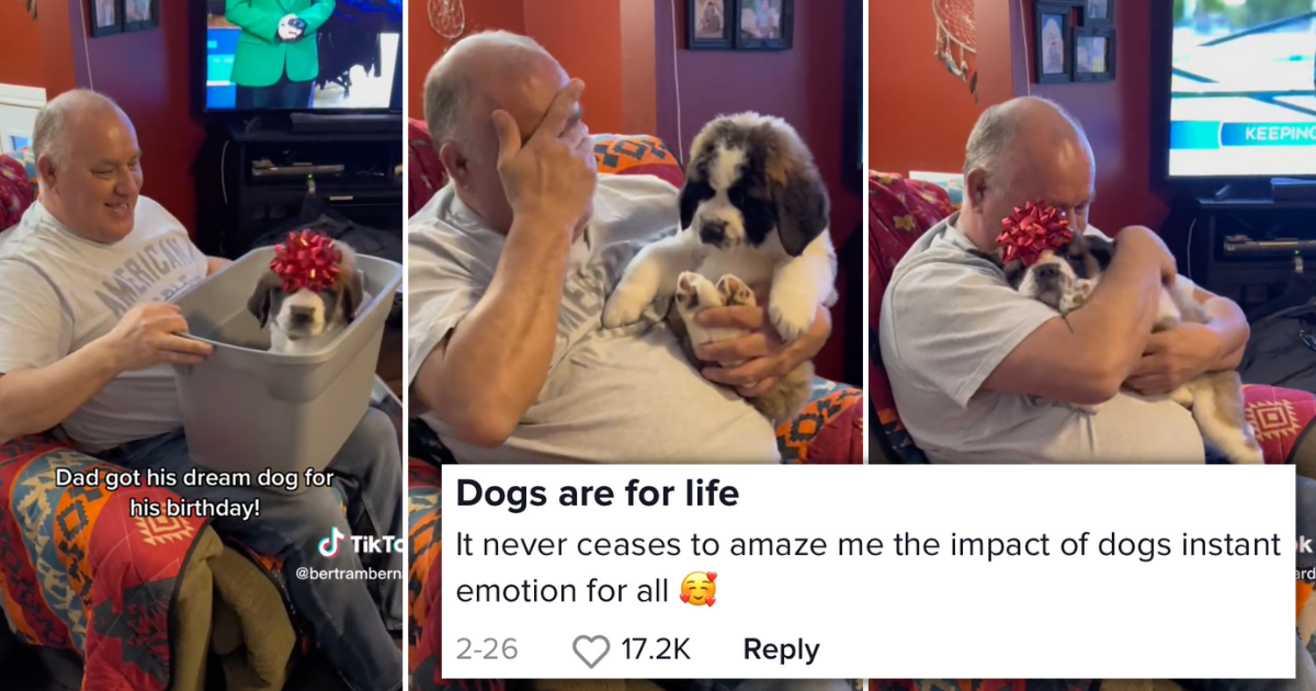 New Dog Dad Surprised With Saint Bernard Puppy, Cries Tears of Joy In ...