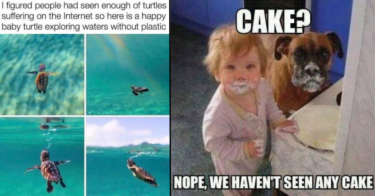 35+ Wholesome Animal Pics And Memes To Start The Weekend With A ...