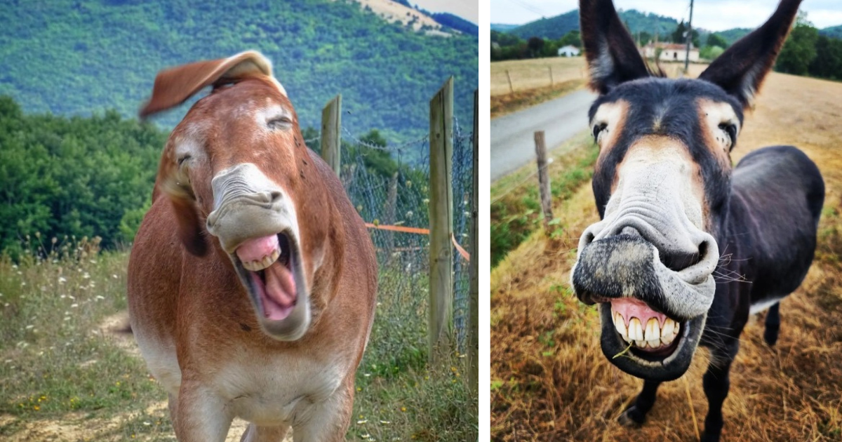 Naturally Comedic: 18 Donkeys Who Win At Being Funny Without Lifting A ...