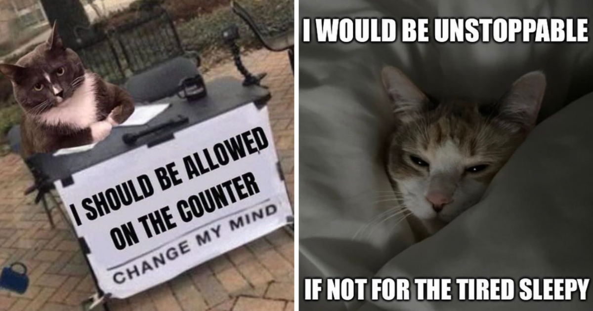 20 Cat Memes That Will Have You Feline Good On Thursday - I Can Has ...