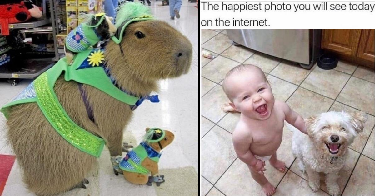 30+ Uplifting Animal Memes and Pics to Elevate Your Day and Increase ...