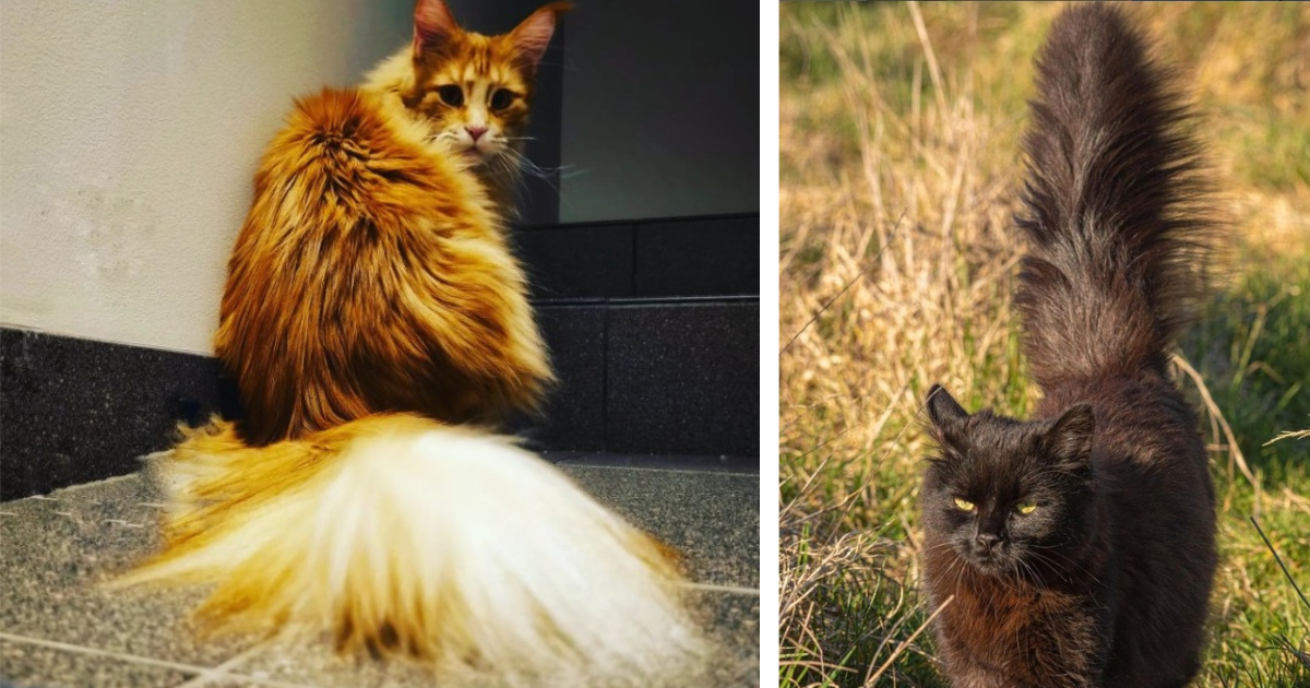 Tails Of Magnificence: 18 Cats Who Know How To Work Their Gorgeous ...