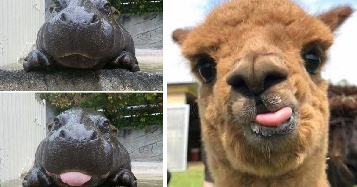 Blissful Bounty Of Bleps: 15 Pics Of Animals Showing Off Their Totally ...