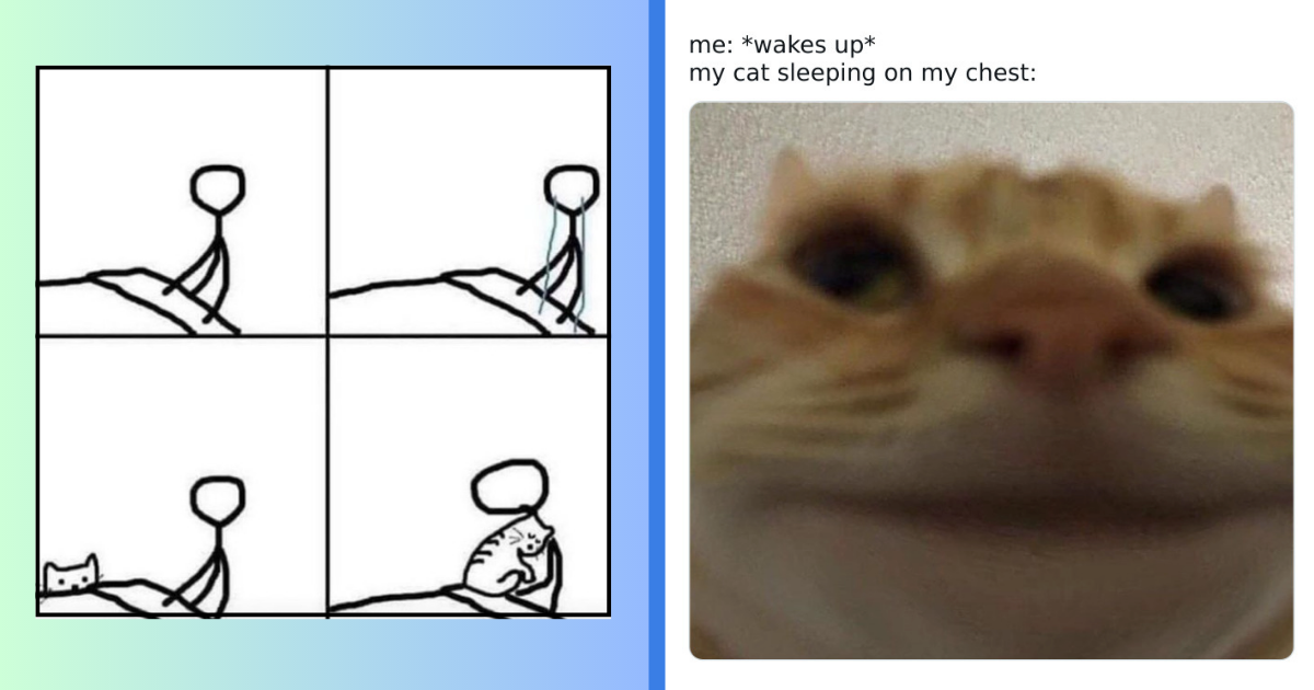 20+ Heartwarming Feline Memes of Cuddly Cattos That'll Get Your Vibes ...