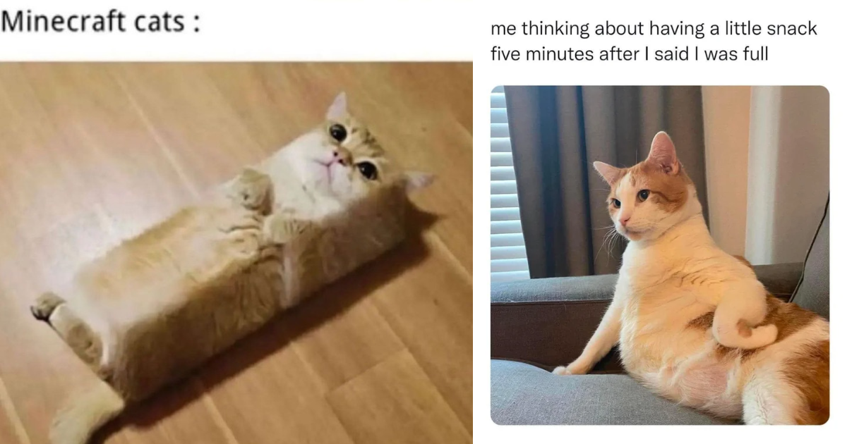 23 Claw-some Cat Memes to Brighten Your Day - I Can Has Cheezburger?