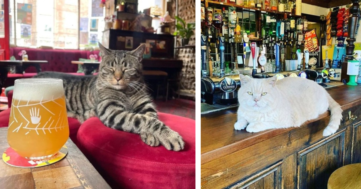 20 Purr-fect Pub Cats That Prove Every Tavern Needs A Feline Friend - I ...