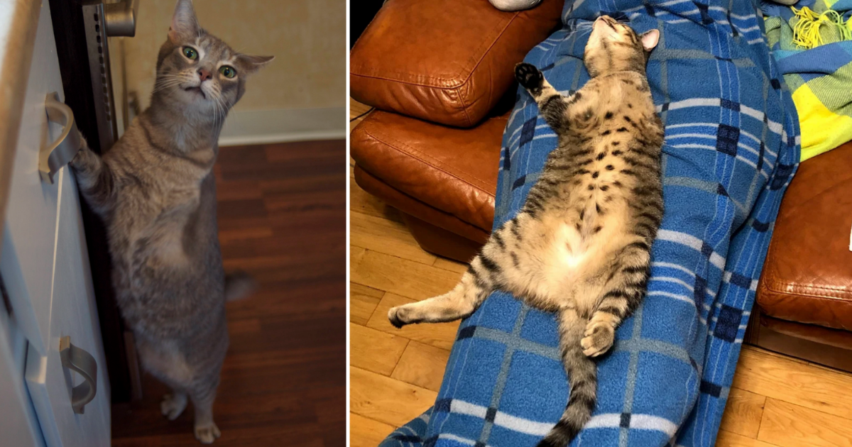 A Bountiful Bushel of Tripod Cats Proving To Us That 3 Is The Cutest ...