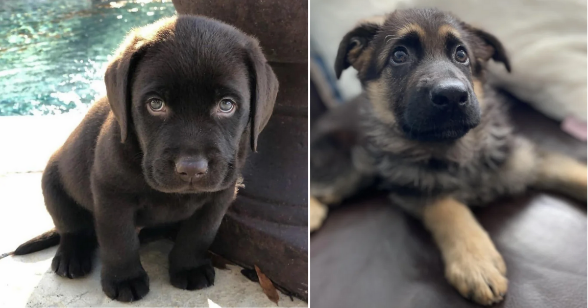 Can I Has Treats, Hooman - 27 Adorable Puppers With Pleading Puppy Dog ...