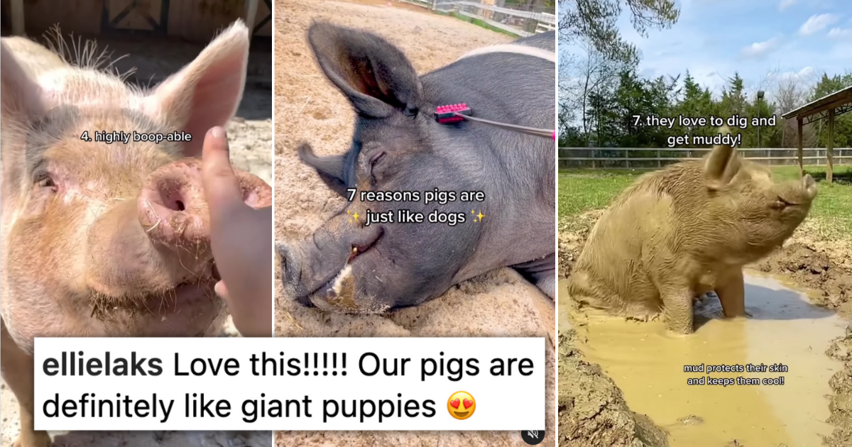 Perfect Pig Video Explains 7 Reasons Why These Mud Puppies Are ...