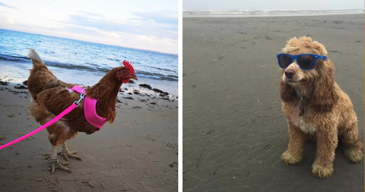 18th Annual Animal Beach-Off: An Array Of Awesome Animals Having Fun ...