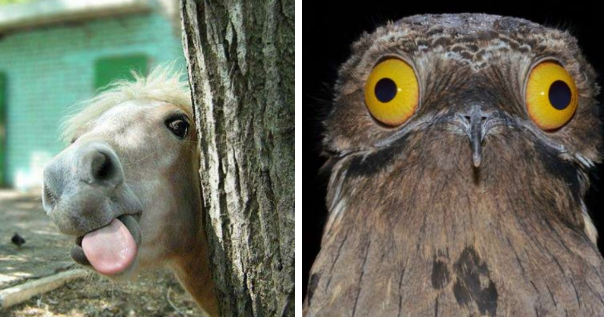 Much A-Derp About Nothing: 15 Pics Of Delightfuly Derptastic Animals Being Silly Little Cuties ...