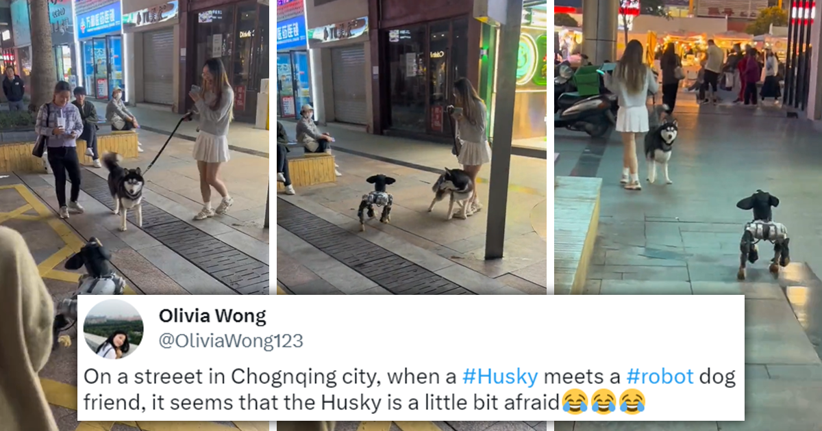 Husky Encounters A Robodog For The First Time, Its Reaction Is Funny As ...