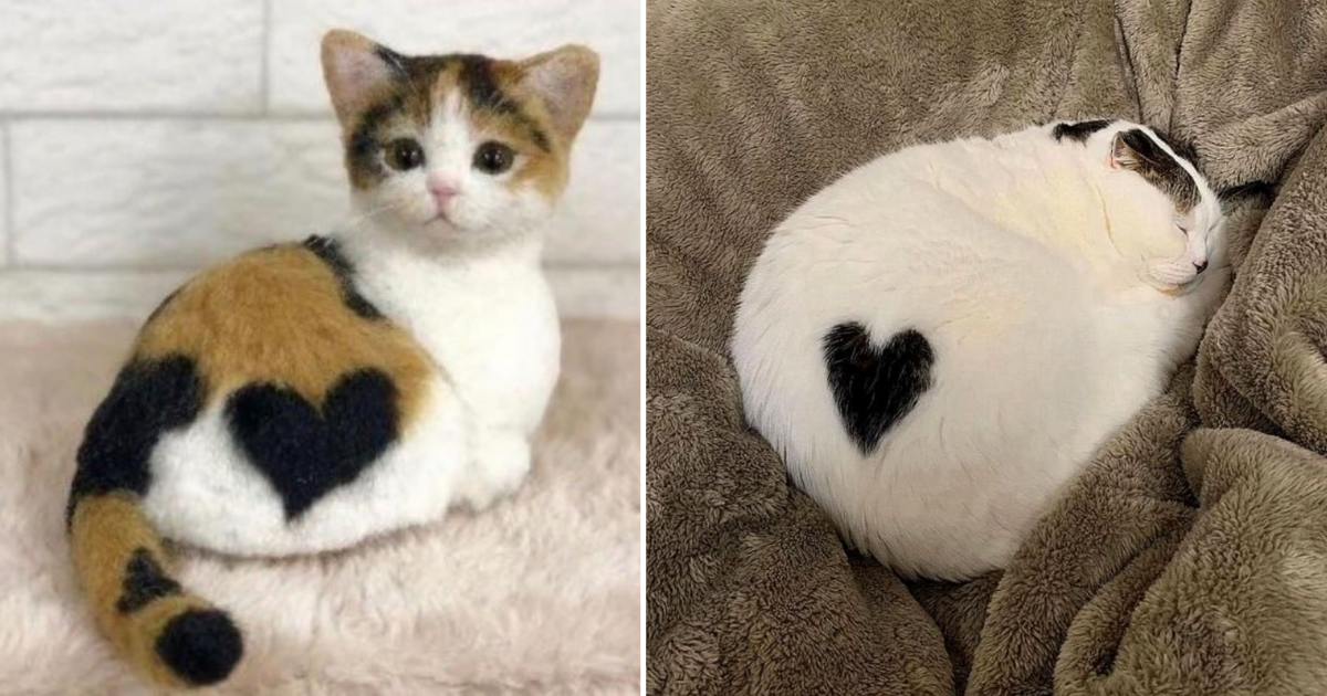 Everybody say Love - 25 Kitties With Beautiful Beauty Marks Displaying ...