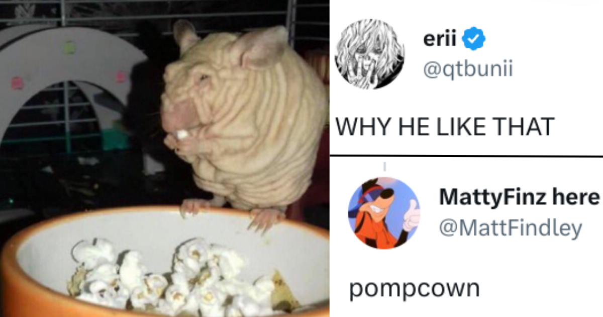 People React To Very Wrinkly Rodent Snacking On Popcorn In The Middle ...