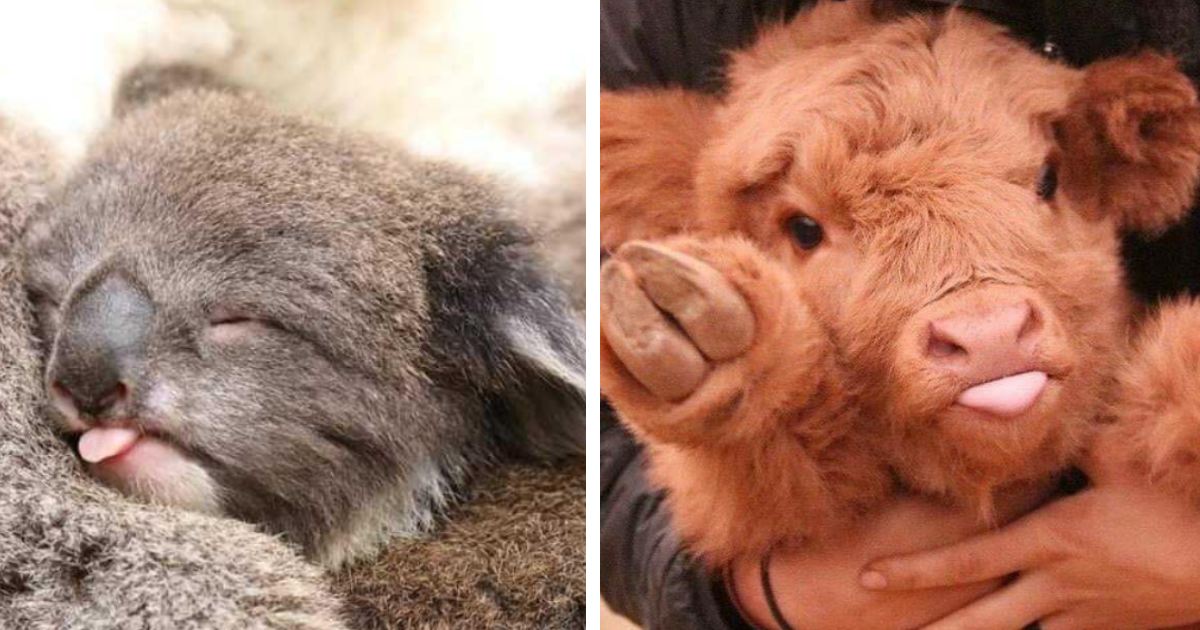 The Mighty And Derpy Lords Of Blep: 17 Pics Of Bleptastic Animals ...