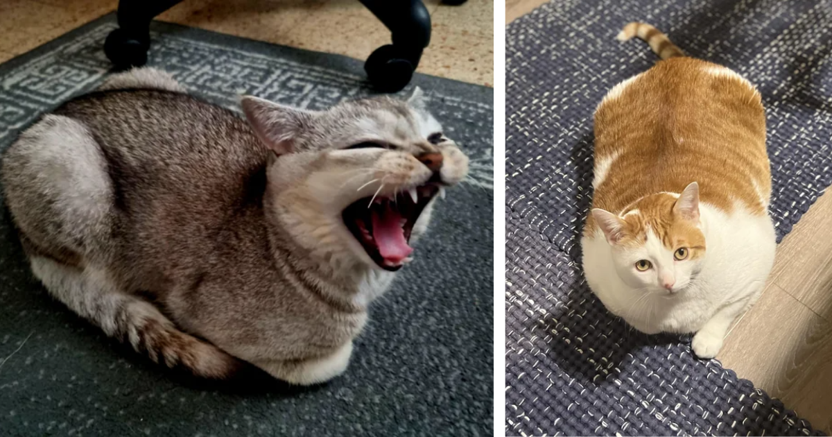 Order Up: 20 Pictures Of Freshly Baked Catloafs For You To Enjoy - I ...