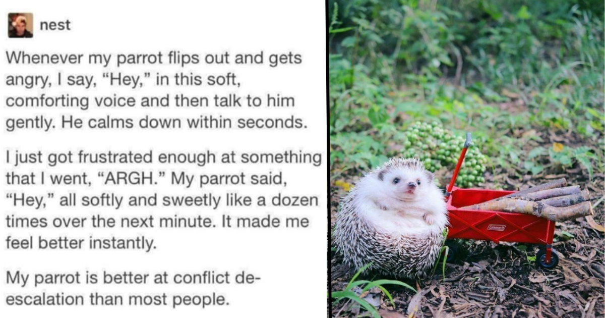 30 Wholesome Animal Pics And Memes To Start The Weekend With A ...
