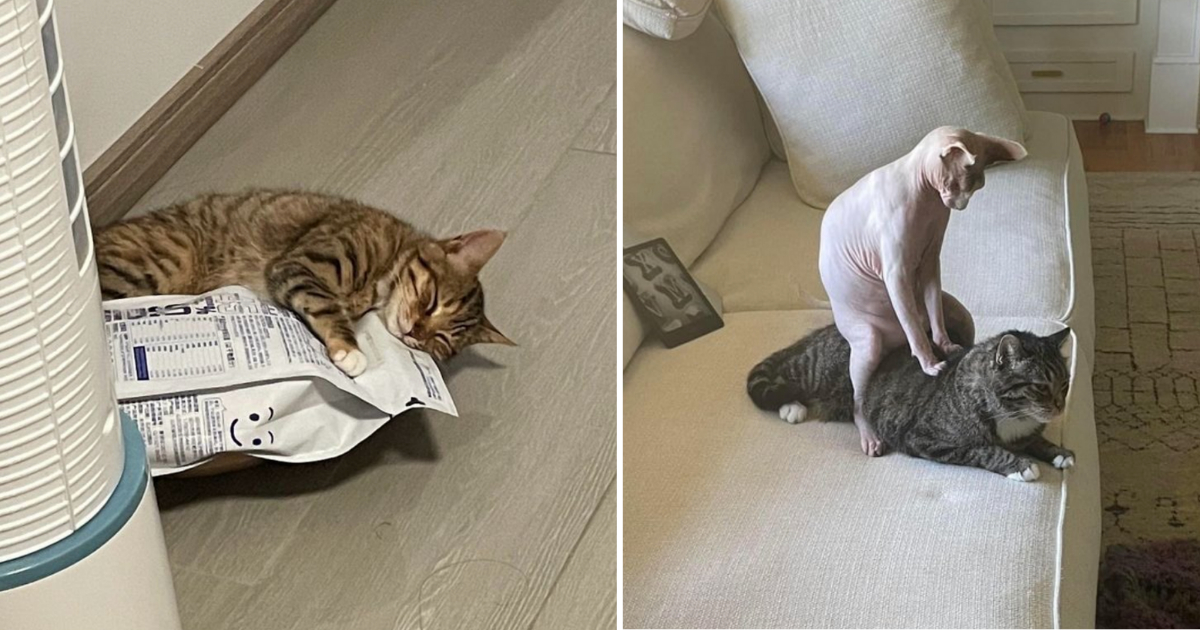 35 Seriously Silly House Cats To Help You Procrastinate Through Your ...