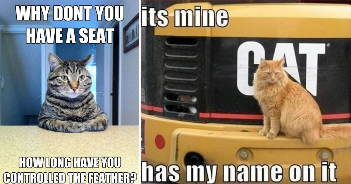 30+ Funniest Cat Memes Purrfect For Scrolling Through And Giggling On ...