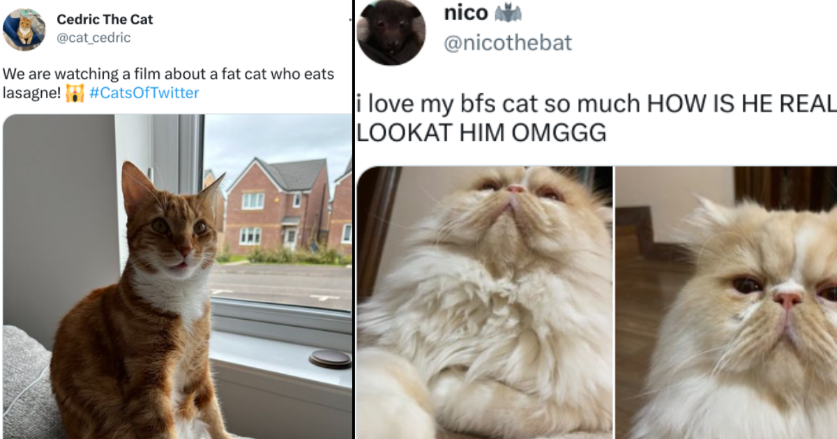 The Funniest And Fluffiest Cat Tweets Of The Week (April 19, 2023) - I ...