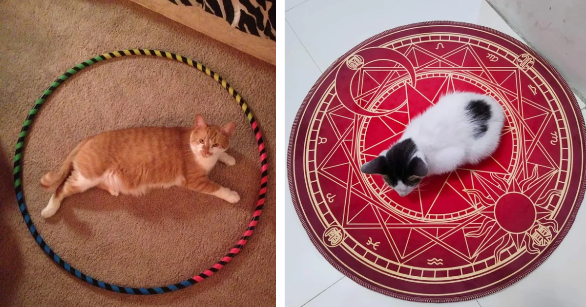 Cats In Circles: 23 Pictures Showing The Mysterious Feline Fascination ...