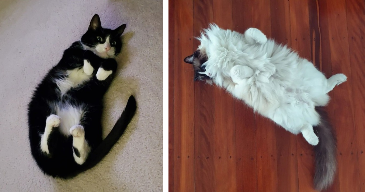 Tummy Time: 20 Cats Who Can't Resist A Good Belly Rub Session - I Can ...