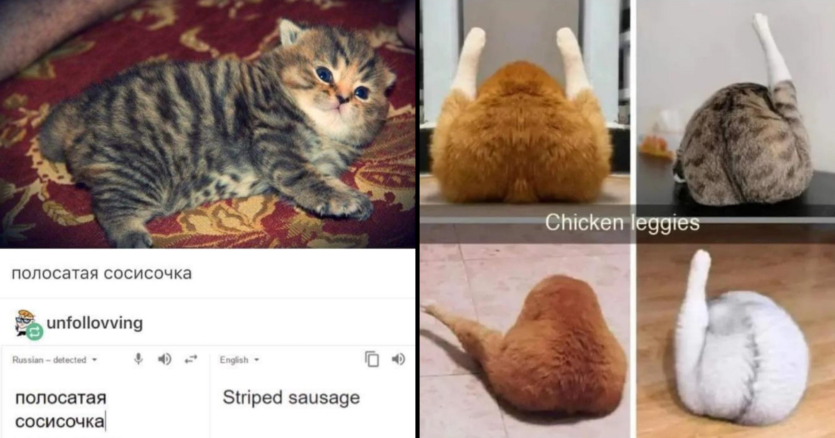 35+ Comical Cat Memes Purrfectly Curated For All The Cat Connoisseurs ...