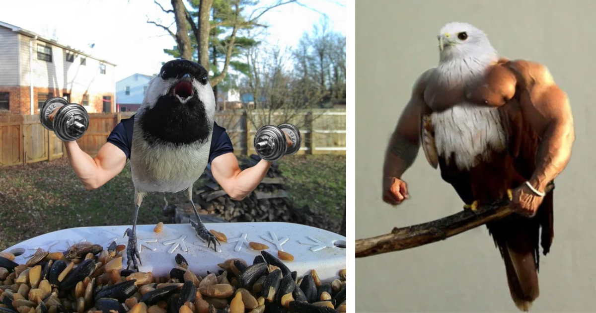 Arms Race: Birds With Photoshopped Arms Is As Ridiculous And Glorious ...