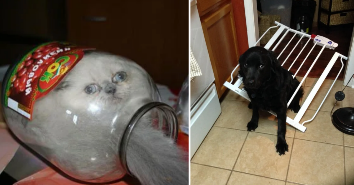 When Animals Attack Inanimate Objects: 28 Hilariously Absurd Critters ...