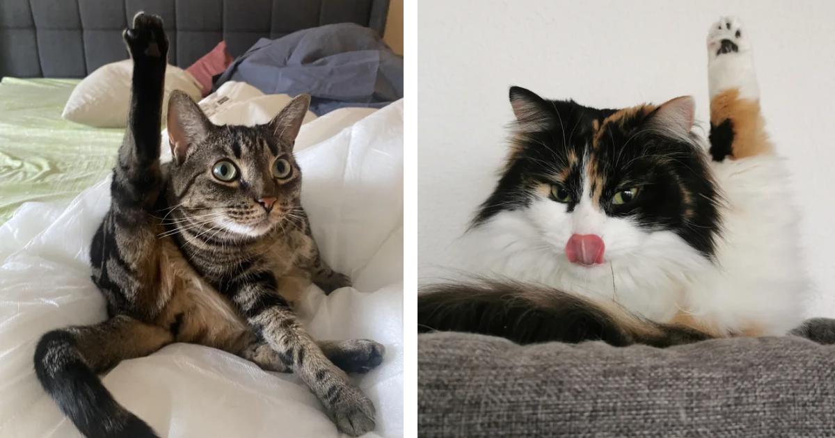 I Can Has A Question: 18 Pictures Of Kitties Lifting Their Leg Up In ...