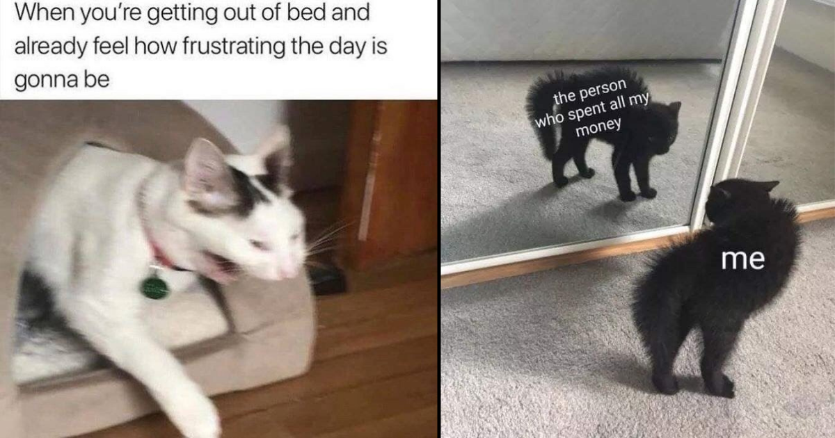 30+ Hilarious Cat Memes To Help You Laugh Through The Pain Of Finishing ...
