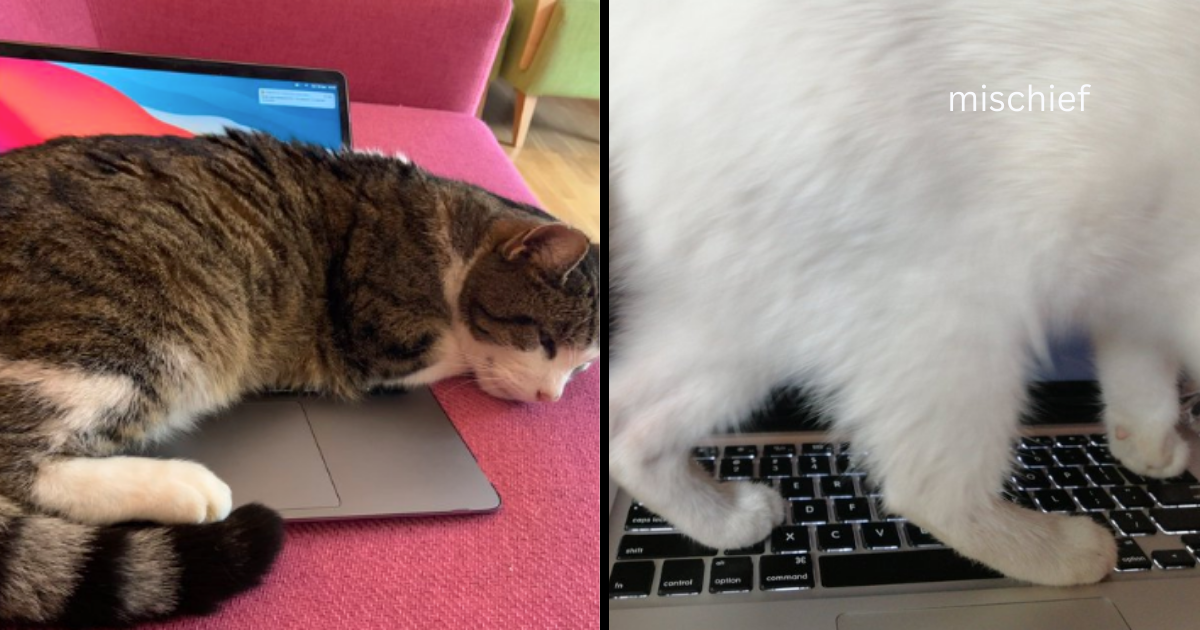 20+ Passive Aggressive Cats Taking a Snooze on a Laptop, Proving That Kitties are Terrible ...