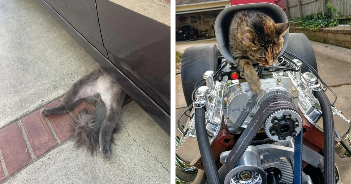 Feline Fixers: 21 Adorable Cats Posing As Clueless Car Mechanics - I ...
