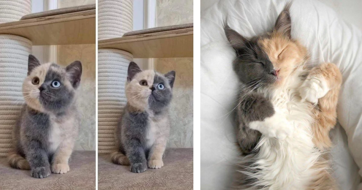 2-For-1 Feline Wonders: The Mesmerizing World Of Two-Faced Cats - I Can ...