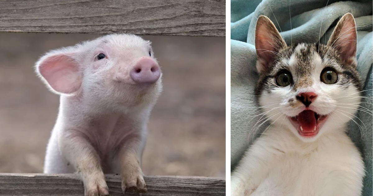 Smile Safari: A Whimsical Journey Through The Animal Kingdom's Happiest ...