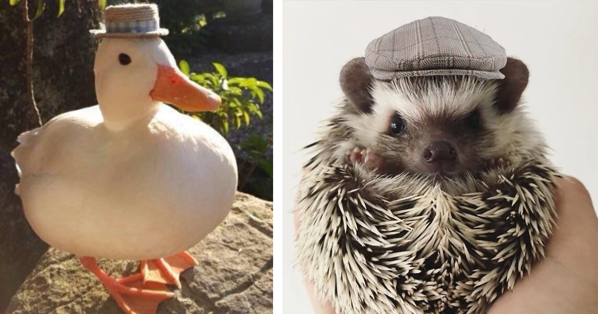 Hats Off To These Animals: A Comical Collection Of Creatures In ...