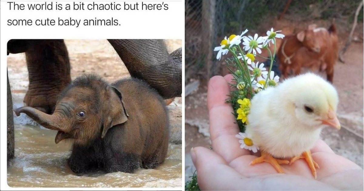 Celebrating Earth Day With 22 Wholesome And Adorable Baby Animals ...