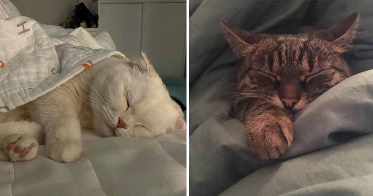 23 Too Cute For Words Kittens All Tucked In Taking A Lazy Afternoon ...