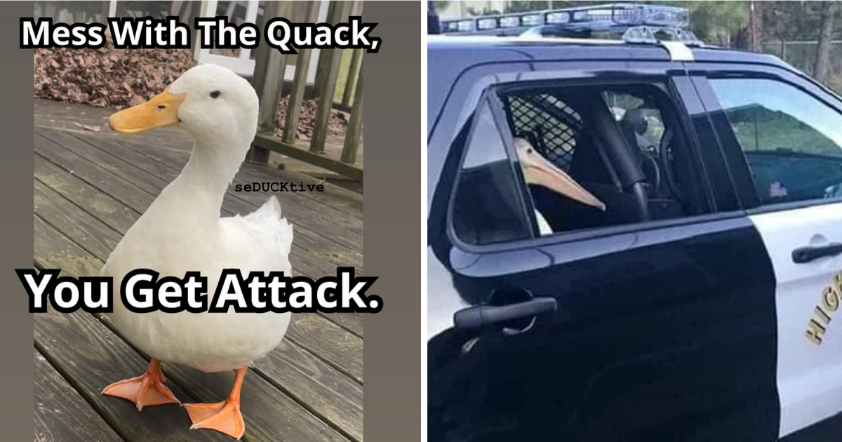 18 Sassy Bird Species Coming To Cause Chaos And They Don't Care One Bit Who Is In Their Way ...