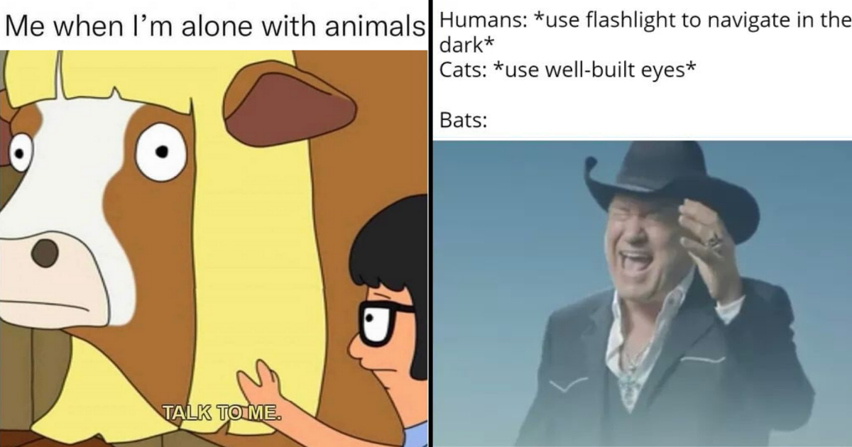 31 Uplifting And Funny Animal Memes To Share With Coworkers At Work ...