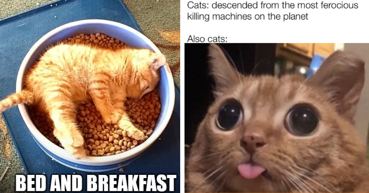 Meowtastic Meme-ntos: 16 Hiss-terical Feline Friendly Memes For Feline ...