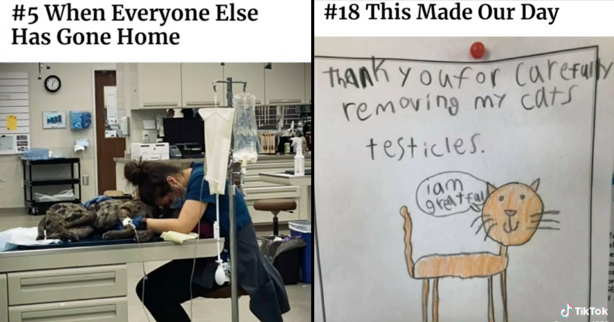 LOL-Worthy and Heartwarming Vet Stories: A Collection of Wholesome ...
