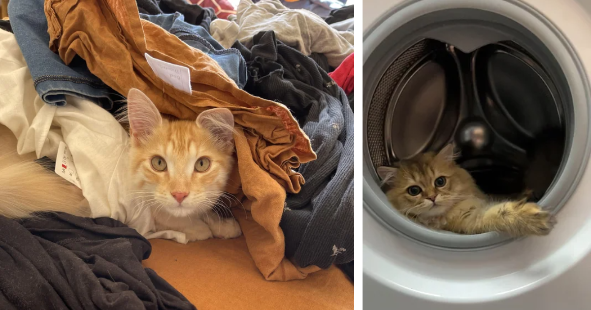 Laundry Loving Felines: 23 Amusing Photos Of Cats Reveling In Laundry ...