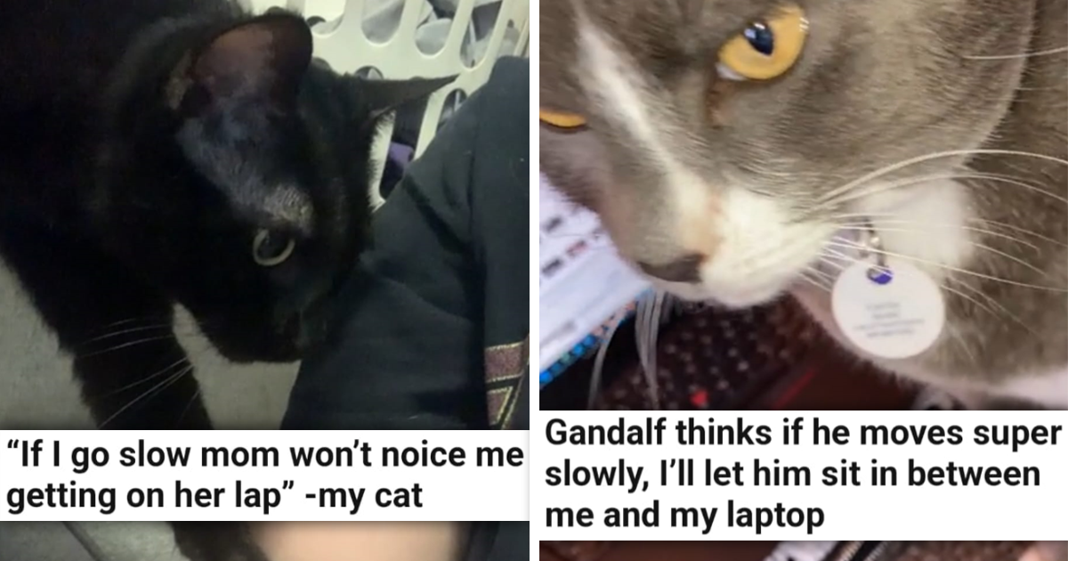 Funny Cats Thinking That If They Move Slowly, Their Humans Won't See ...