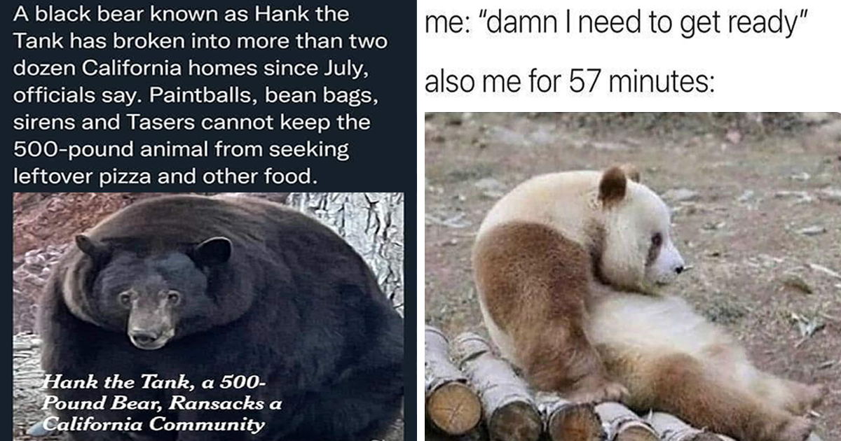 Wake Up And Enjoy A Cup Of Coffee With Fresh Animal Memes (April 26 ...