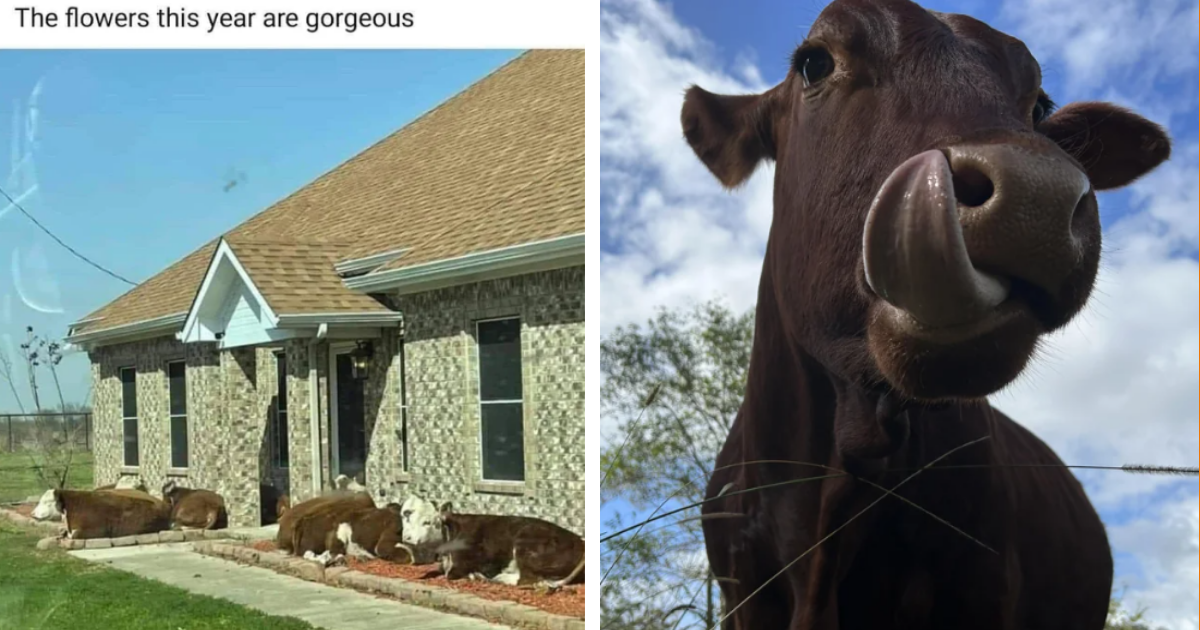Bountiful Bovine Blessings: 16 Mootastic Pics, Vids, And Memes Of ...