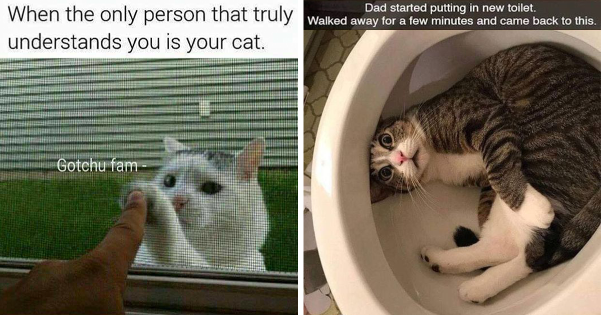 Halfway To Caturday: Purrfectly Funny Cat Memes And Tweets (April 26 ...