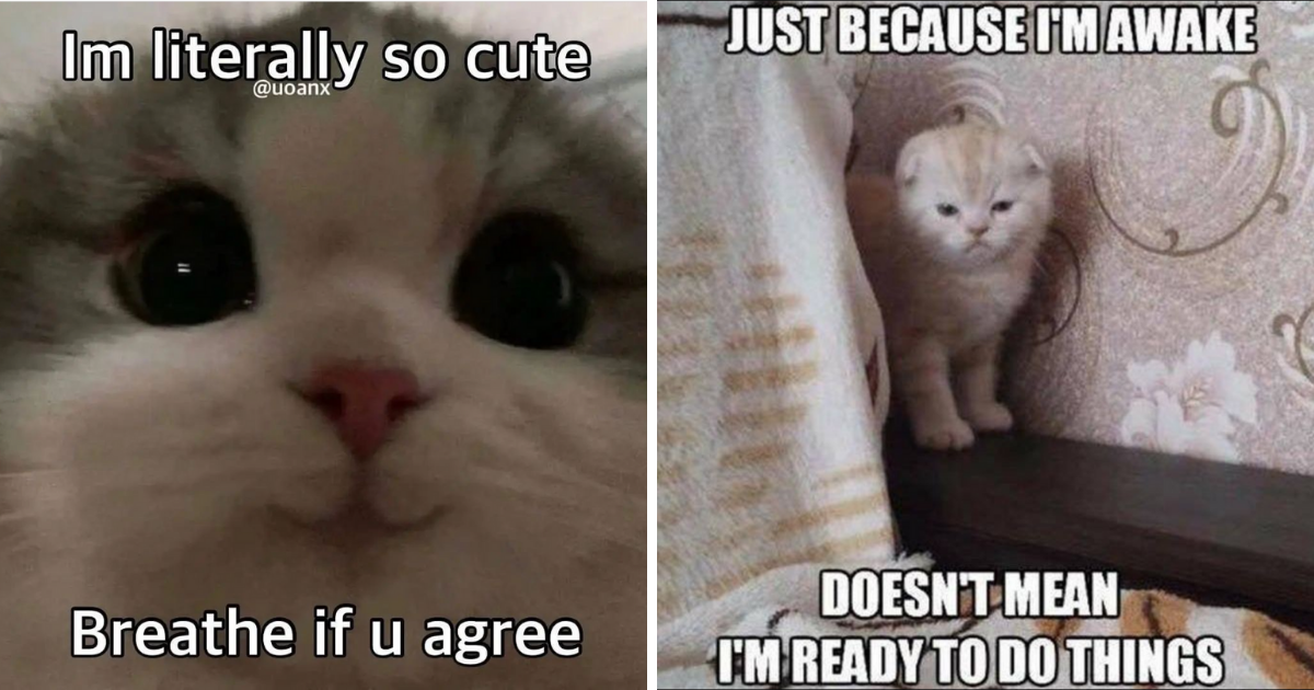 19 Fluffy And Funny Feline Memes To Show All Your Colleagues At Work ...