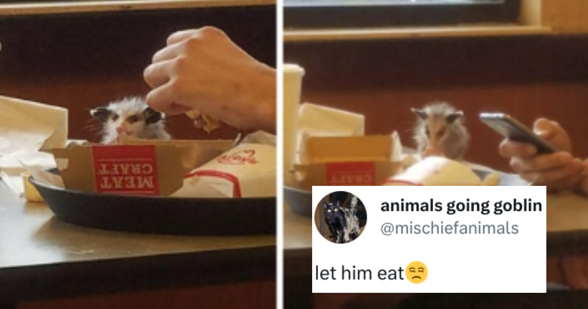 People Defend Adorable Baby Possum After He Was Spotted Enjoying A Meal ...