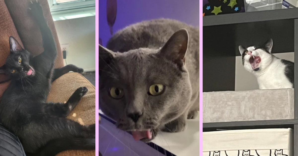 I Can Has Cheezburger? - wardrobe malfunction - Funny Animals Online ...